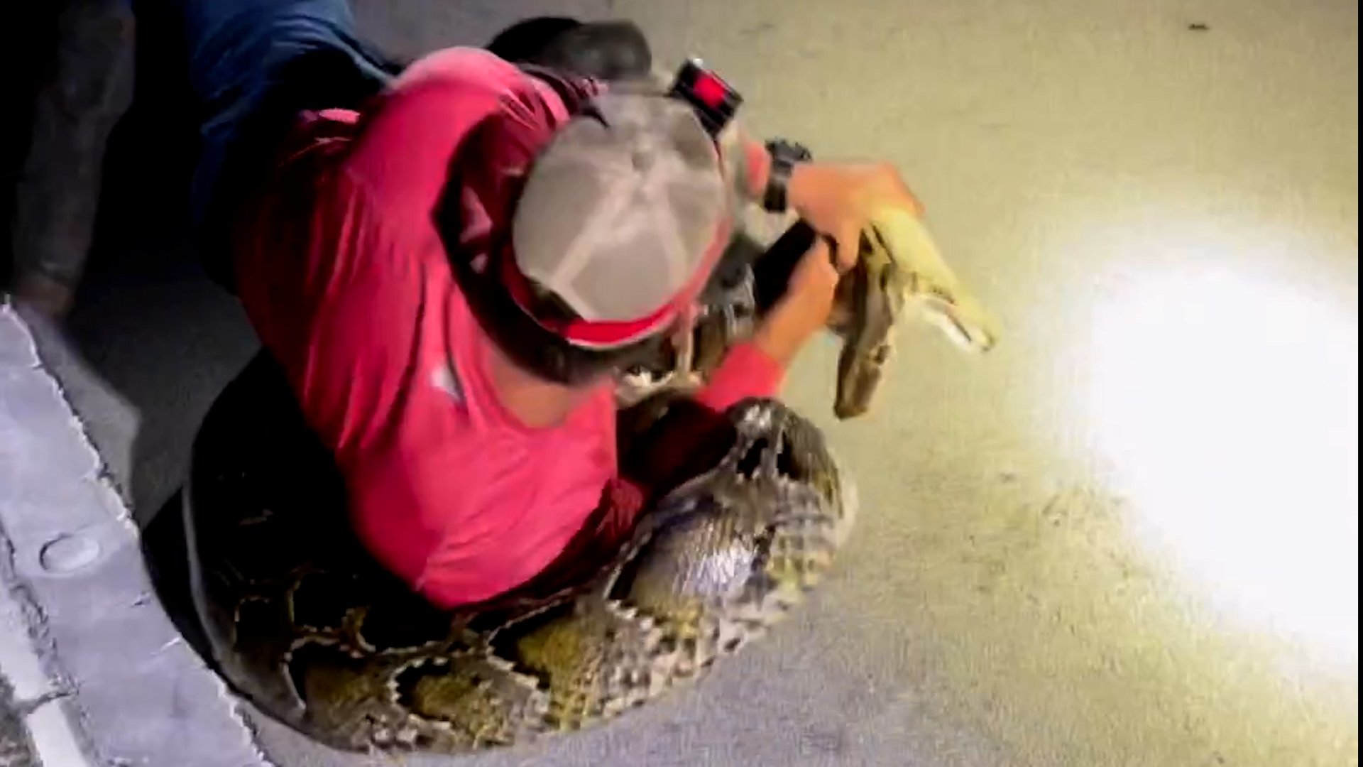 Video: La asombrosa ‘pelea’ con una pitón de 19 pies en Florida | 19ft python Florida | Noticias ...