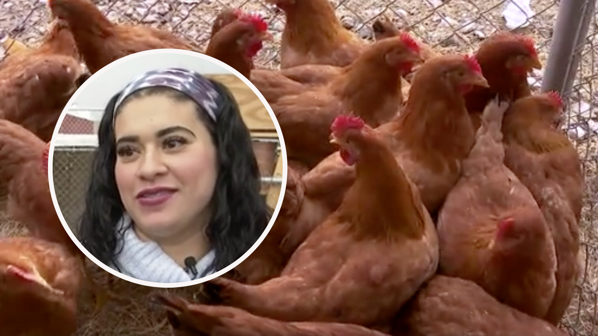 Familias del área de Houston compran gallinas ante el aumento en el precio del huevo | Univision ...