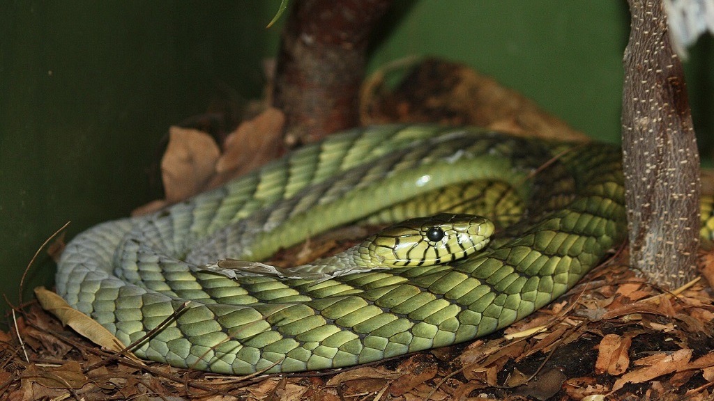 Este pueblo está aterrorizado por el escape de una peligrosa serpiente 'green mamba' | Noticias ...