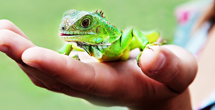 Mascotas inusuales: una nueva aventura en casa | Estilo de Vida | Univision