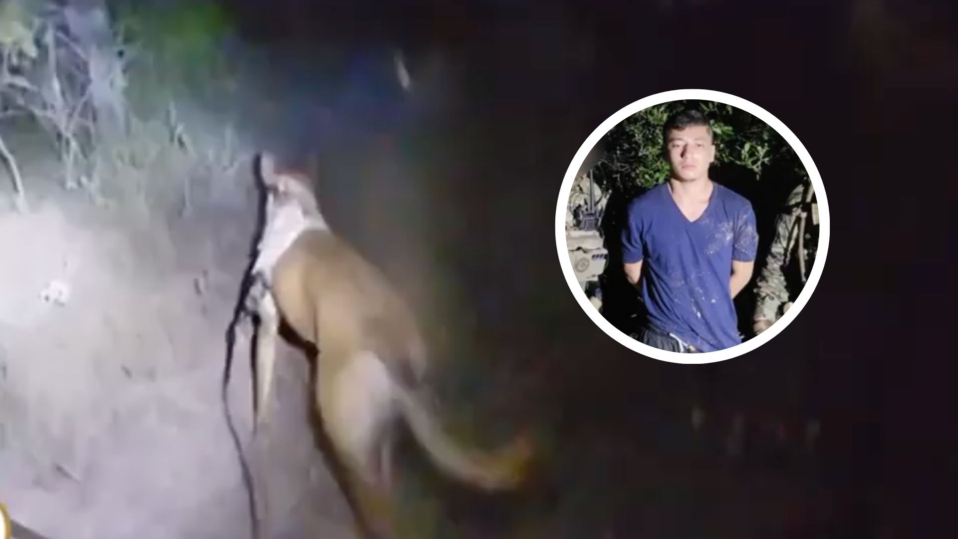 Cómo un perro policía encuentra a un sospechoso de asesinato en Texas ...