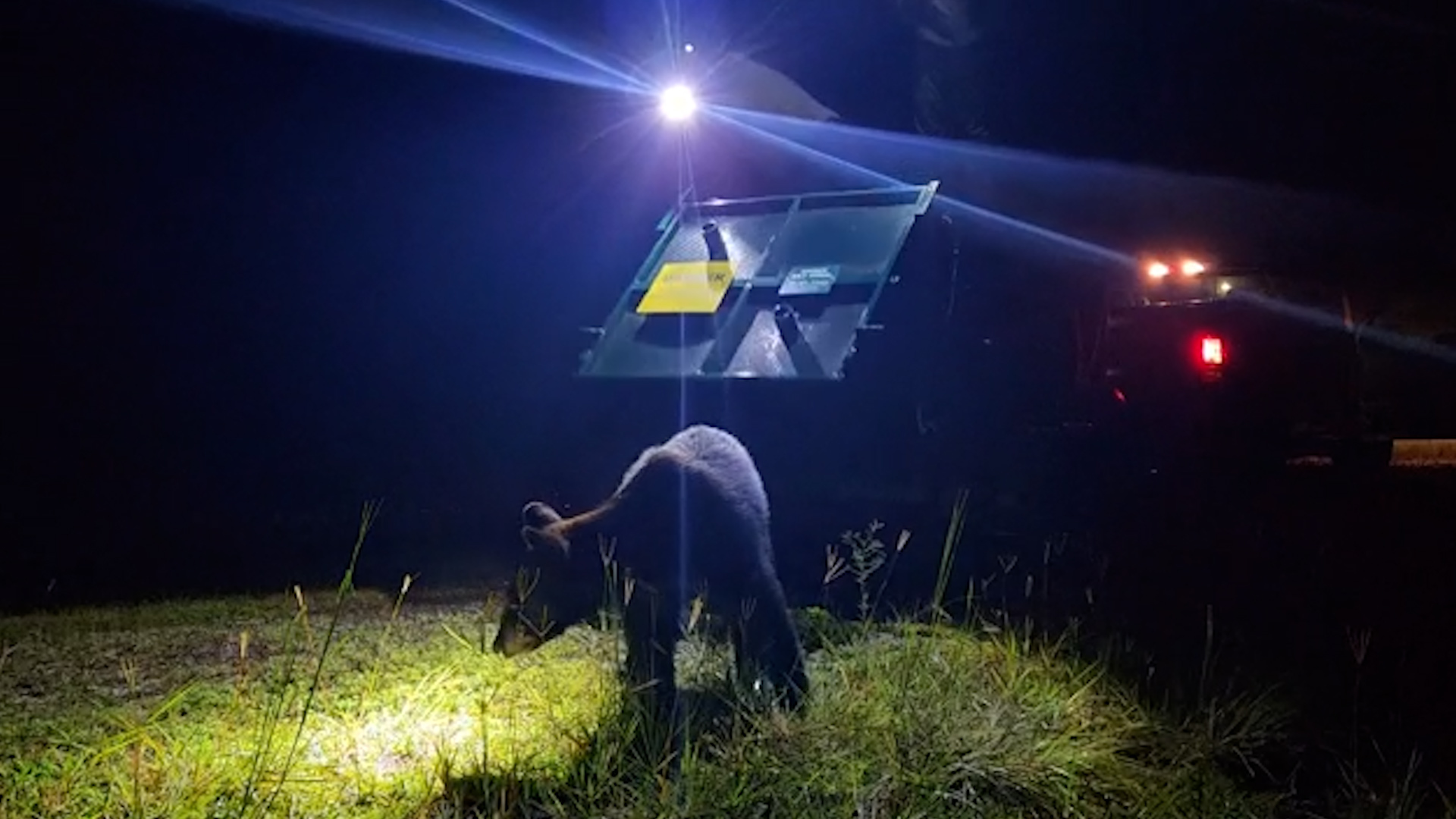 Así fue la liberación del oso visto en Magic Kingdom en un bosque de ...