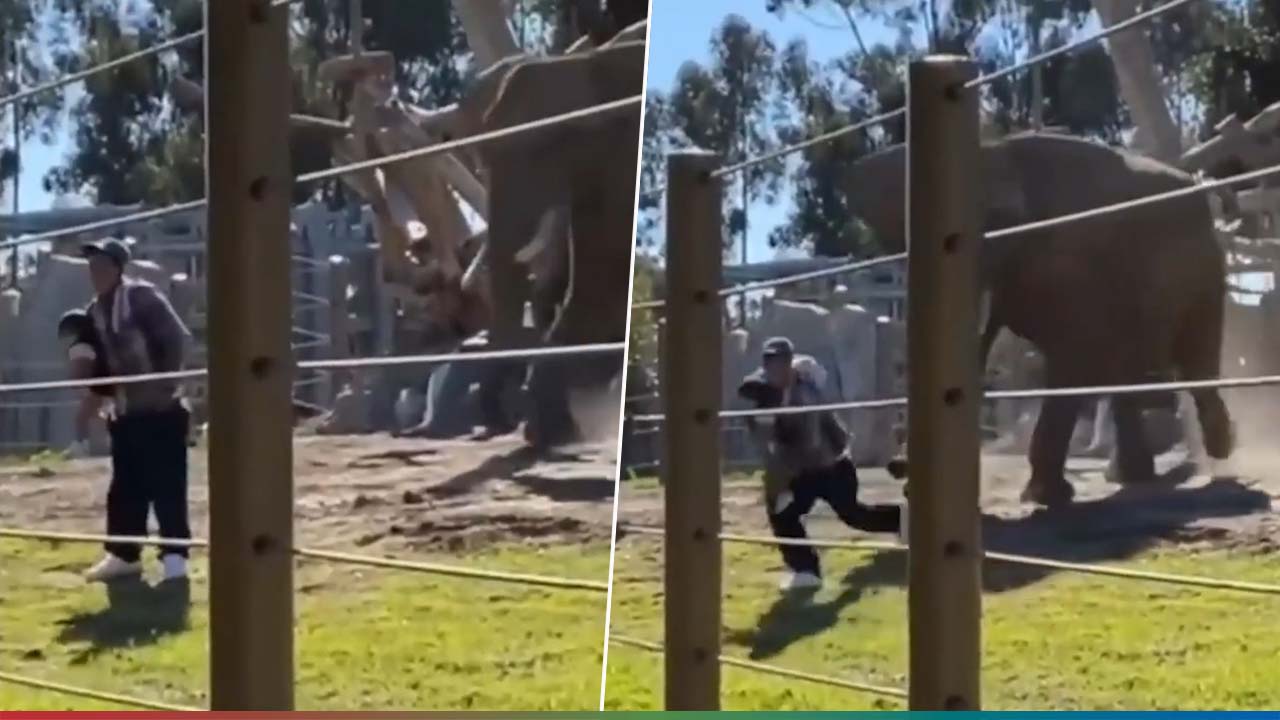 "[El elefante] se le echó encima": Hispano metió a su hija de dos años ...