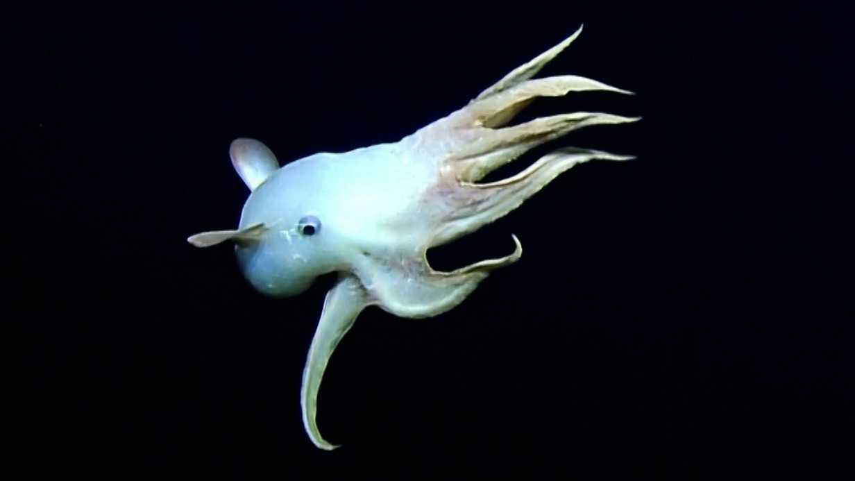 Increíbles imágenes de un raro pulpo parecido a ‘Dumbo’ que fue visto a ...