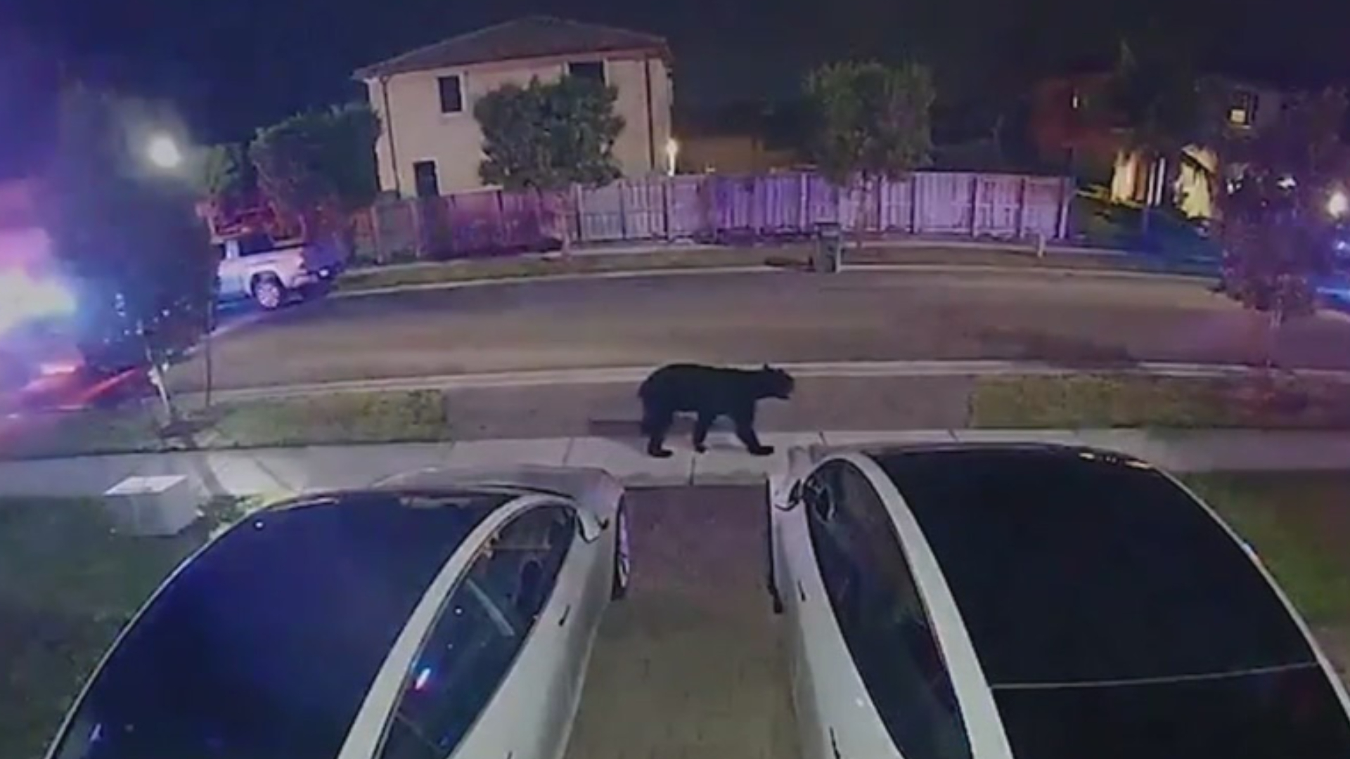 Oso es captado en video merodeando en vecindarios de Homestead | Video ...