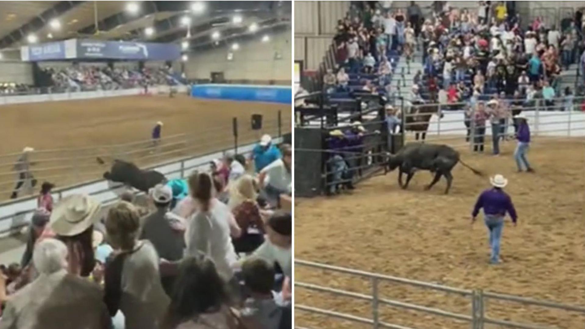 Un toro hace cundir el pánico durante un rodeo al saltarse la barrera ...