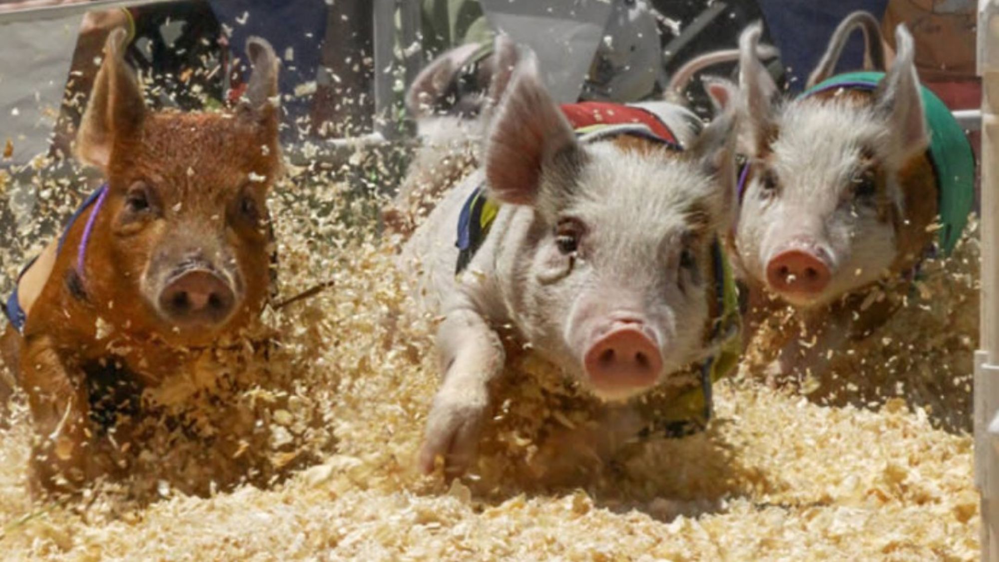 Feria del Condado de San Mateo: Celebran la tradición y la innovación ...