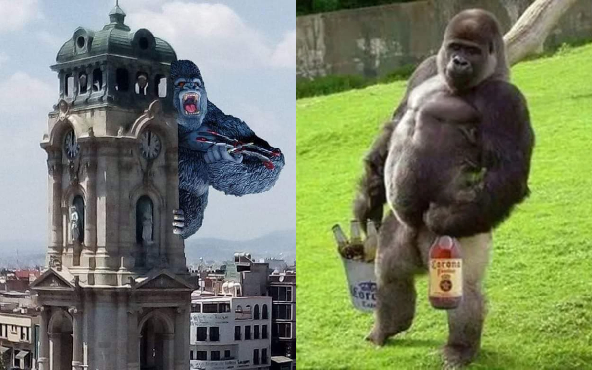 Gorila De Los Memes