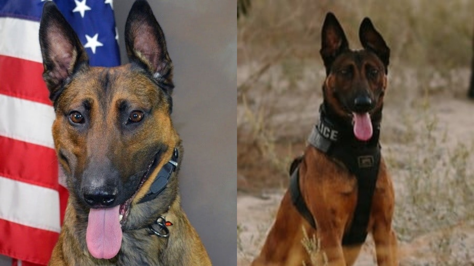 Los Policías K9 Mantienen A Sus Perros