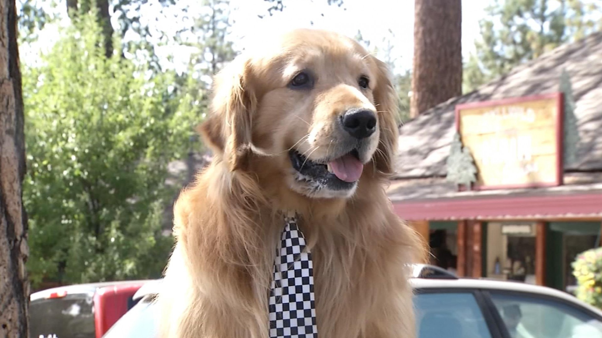 En este pequeño pueblo de California, un perro es alcalde | Noticias ...