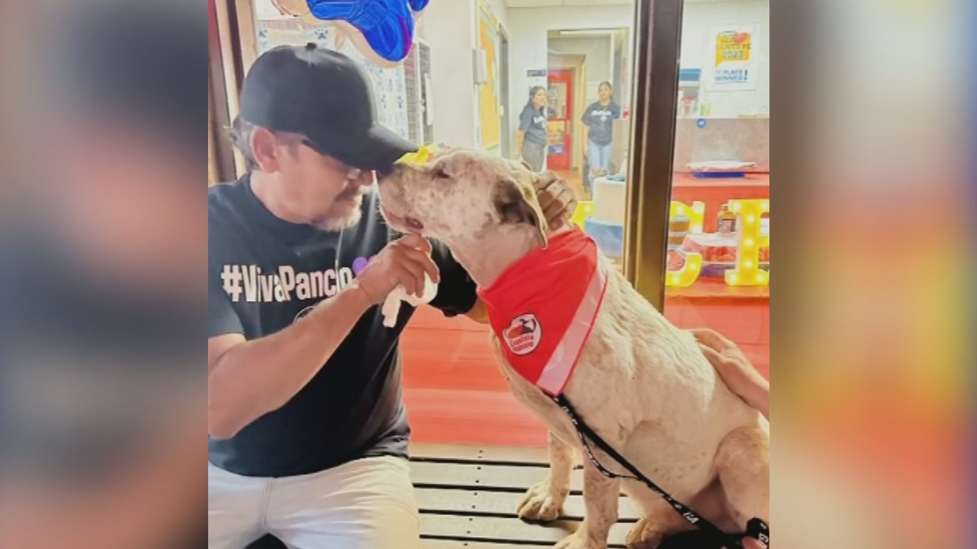 Este perro arriesgó su vida para salvar a su familia de un ladrón en ...