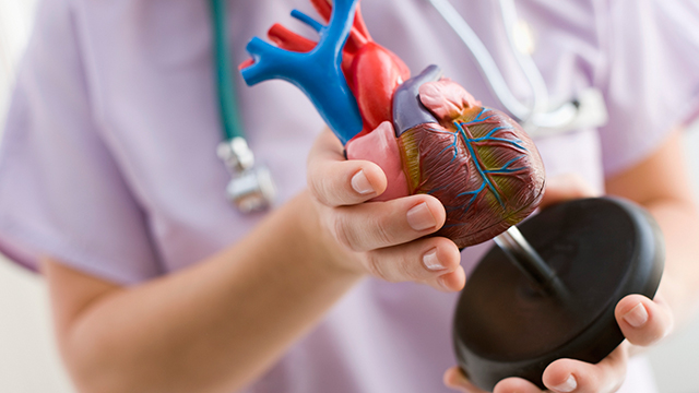 ¿Cómo se manifiestan los síntomas del corazón agrandado? | Noticias ...