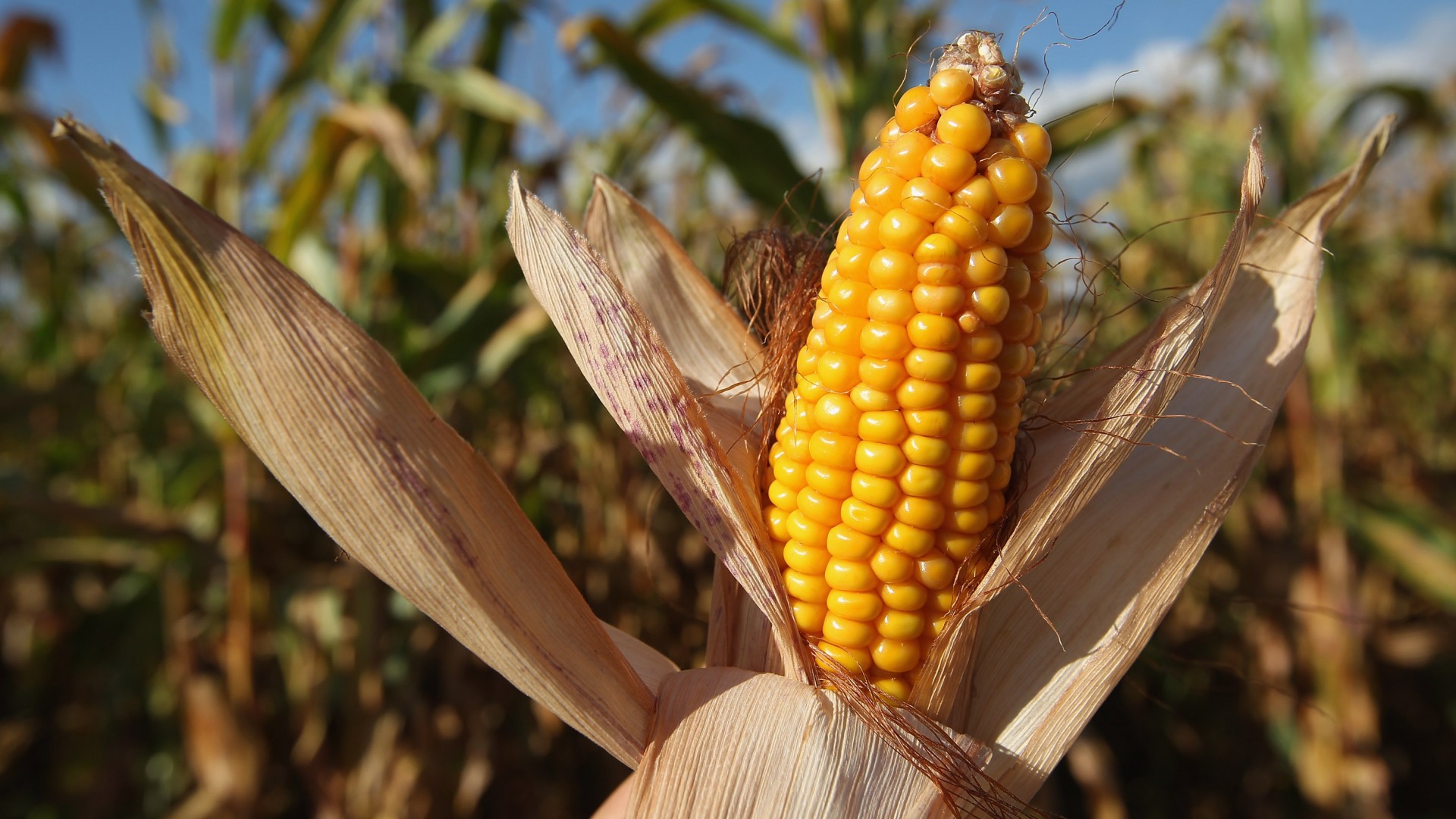El maíz, un alimento con rica historia y gran tradición en América ...