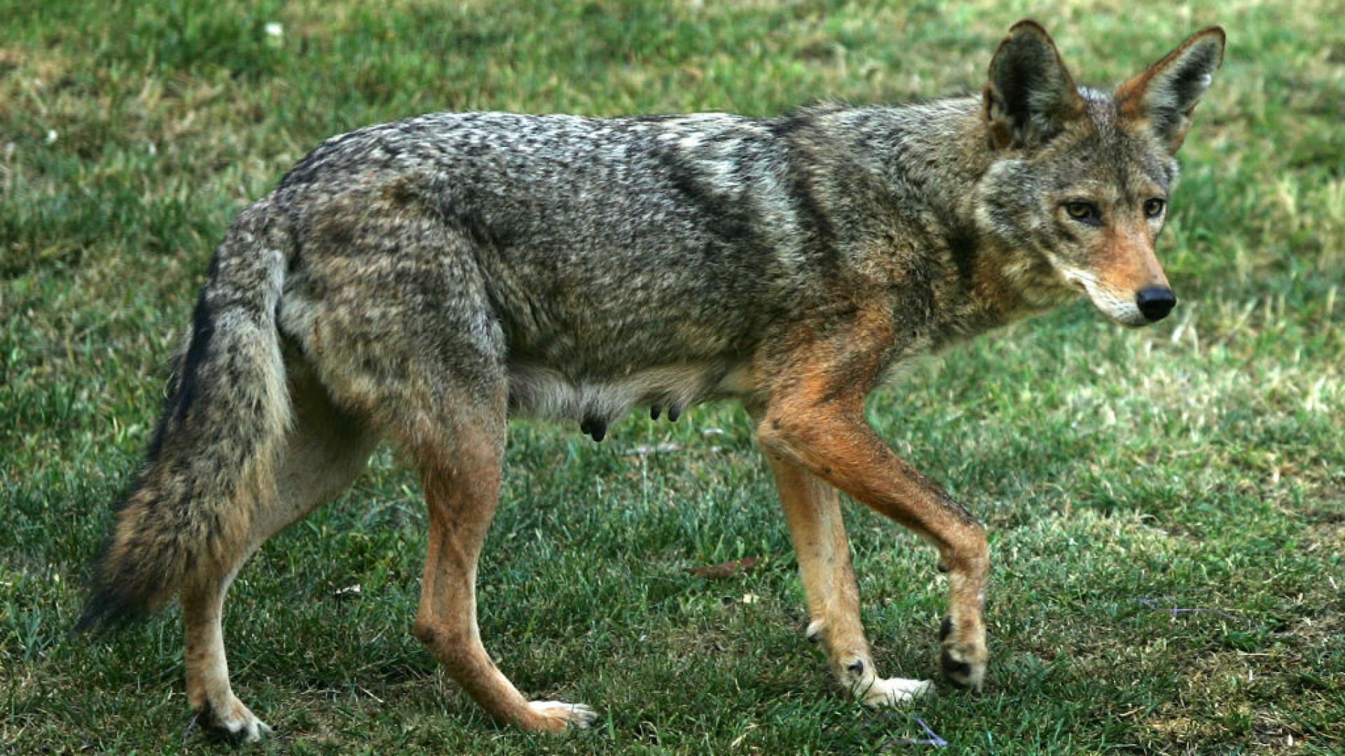 Coyote con rabia ataca a varias personas y mascotas en Springfield ...