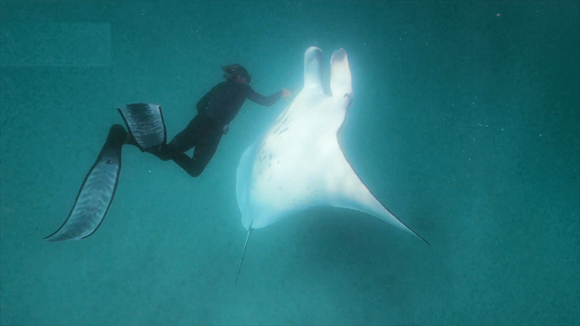 Una mantarraya le pidió ayuda a un buzo para que le salvara la vida ...