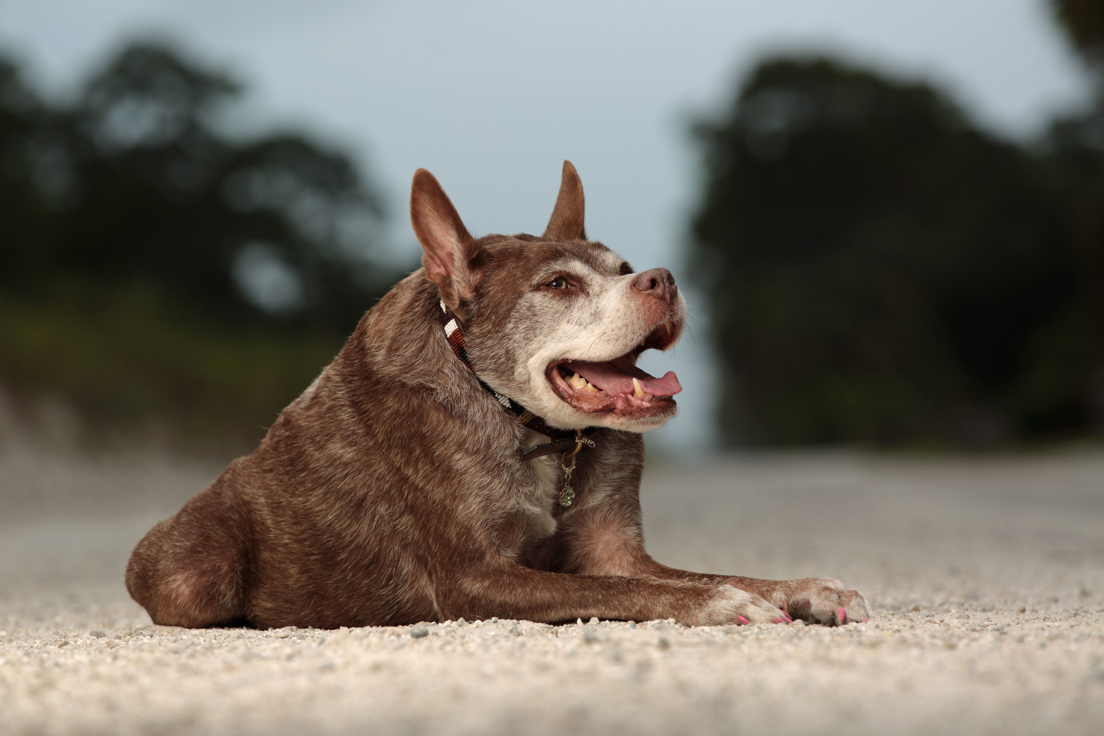 Quasi Modo, el perrito más feo del mundo | Estilo de Vida Living ...