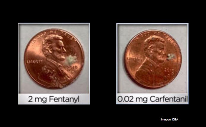Carfentanil: la droga que se usaba como tranquilizante de elefantes ...