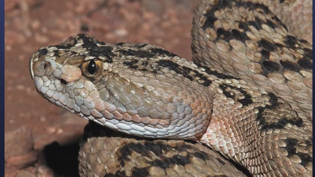 Consejos para protegerte de la temporada de serpientes en Utah | Video ...