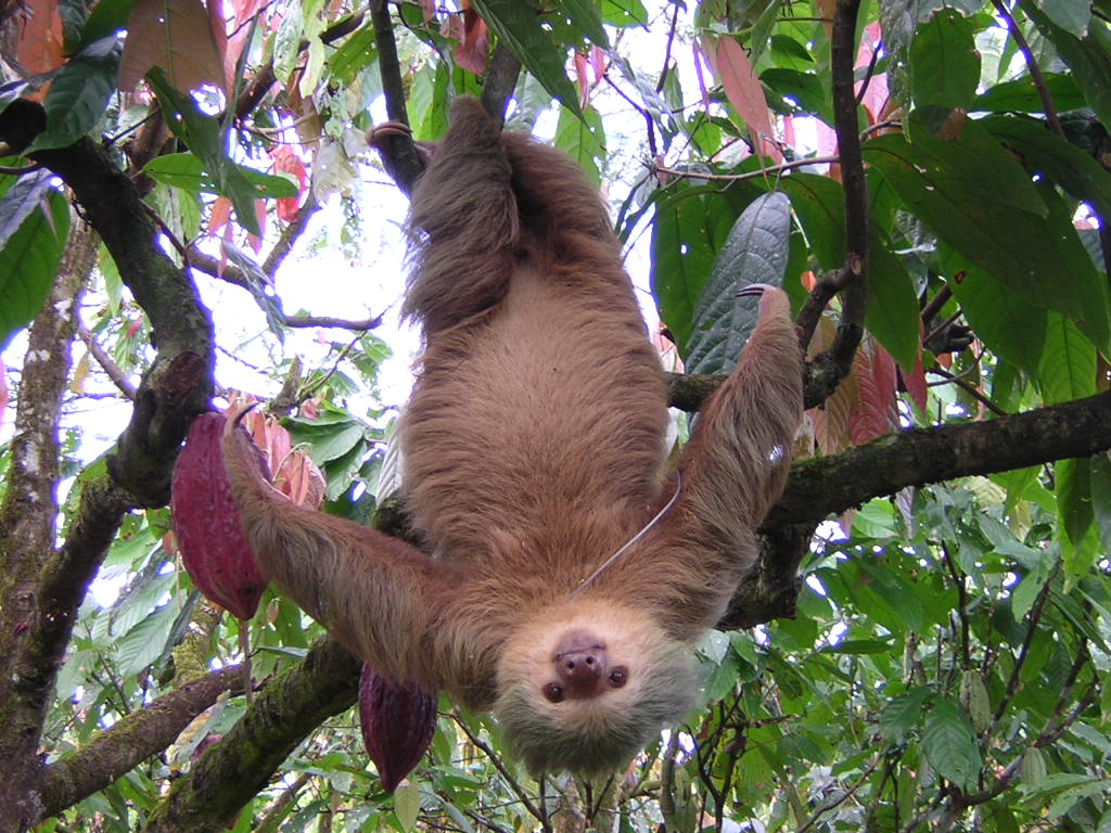 Los perezosos: esas criaturas que viven a 0.25 millas por hora ...