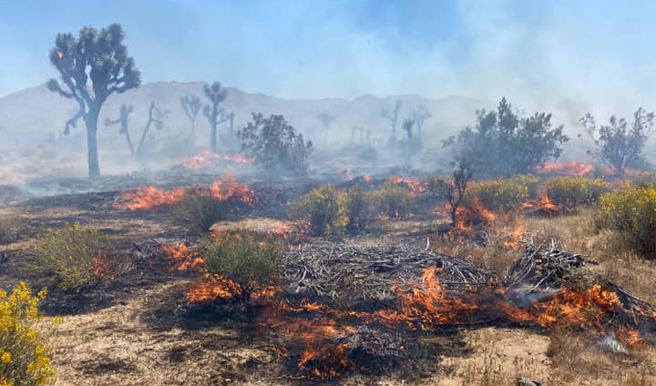 Incendio deja 150 acres destruidos en el parque nacional Joshua Tree ...