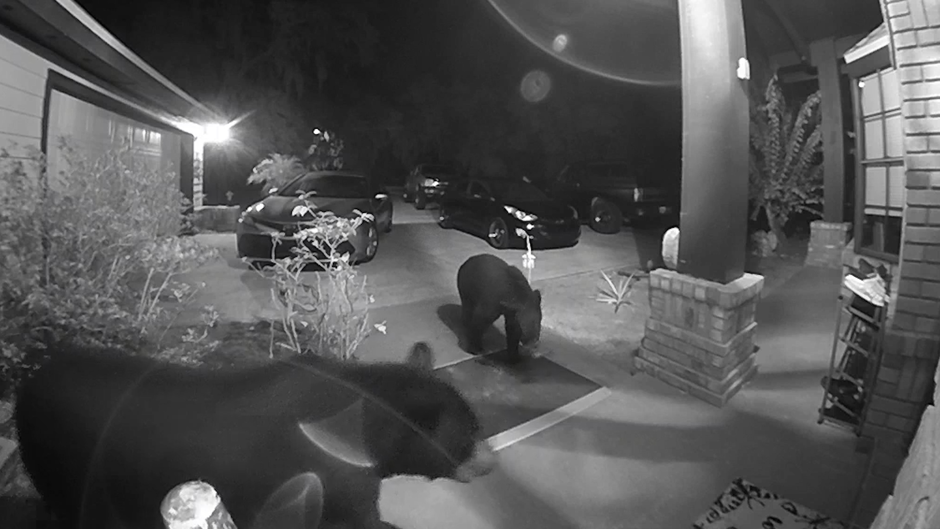 Captan a 2 osos merodeando afuera de una casa en Florida | Video ...
