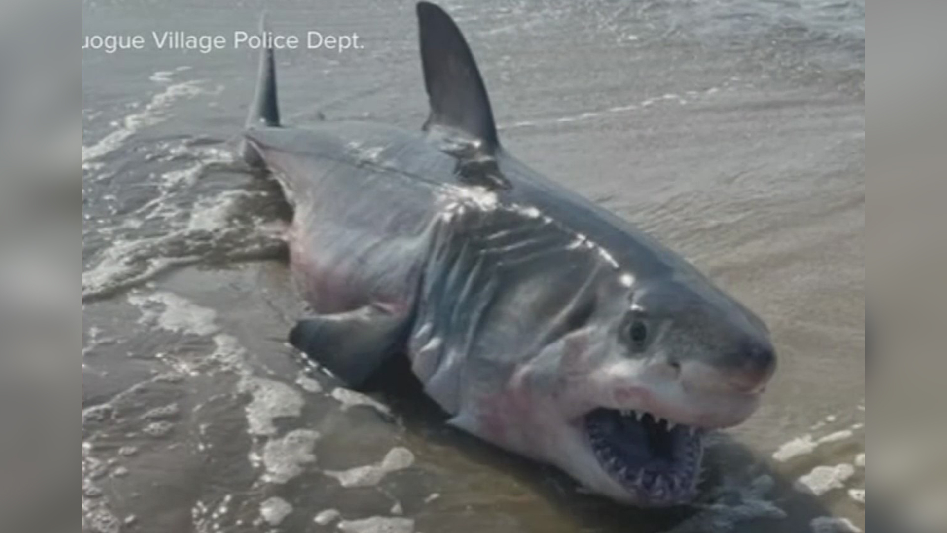 Tiburón blanco en playa de Long Island: estos animales han atacado a ...