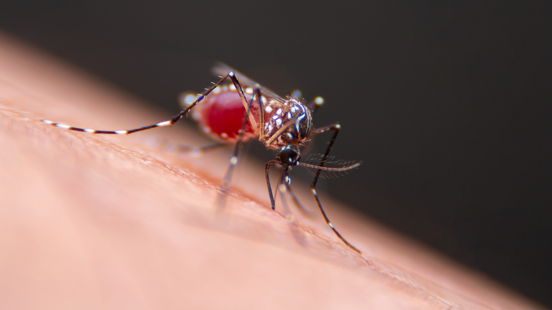 Emiten aviso de salud por el virus del dengue, te decimos cuáles son ...