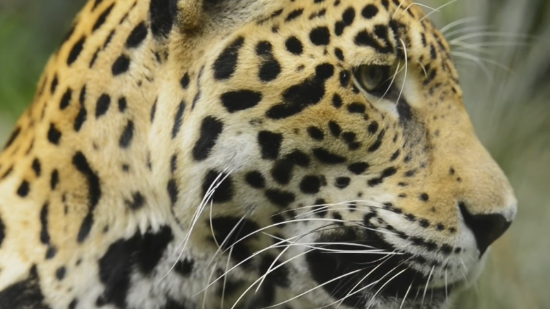 Lo que están haciendo para salvar al jaguar de la extinción | Shows ...