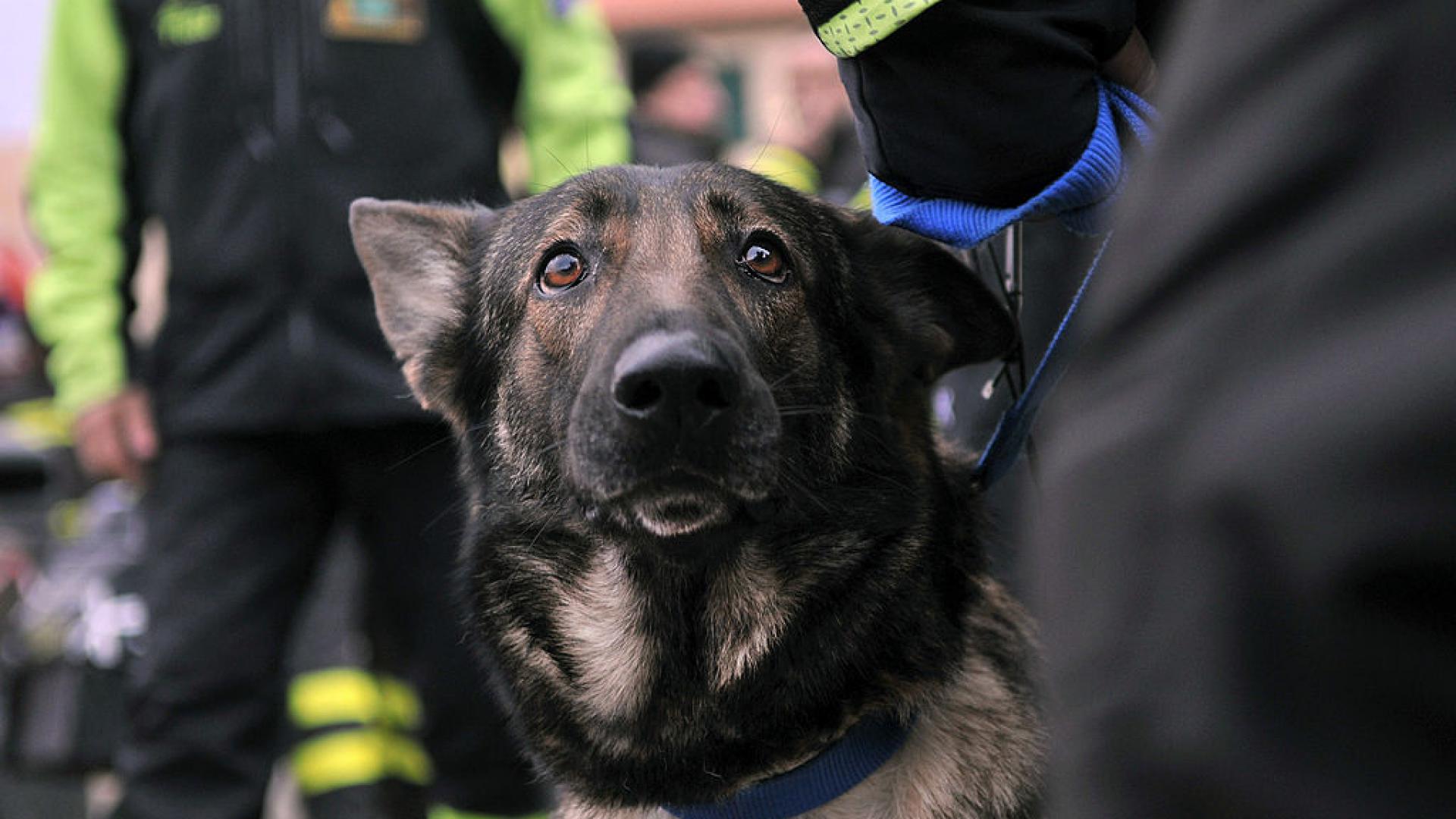 Perros rescatistas mexicanos viajan a Siria y Turquía para ayudar en la ...