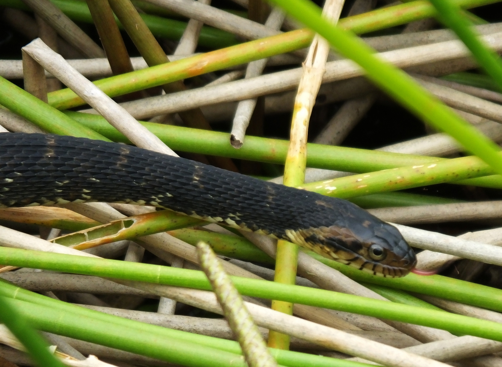 Cientos de serpientes invadieron una carretera de Florida y no se sabe ...