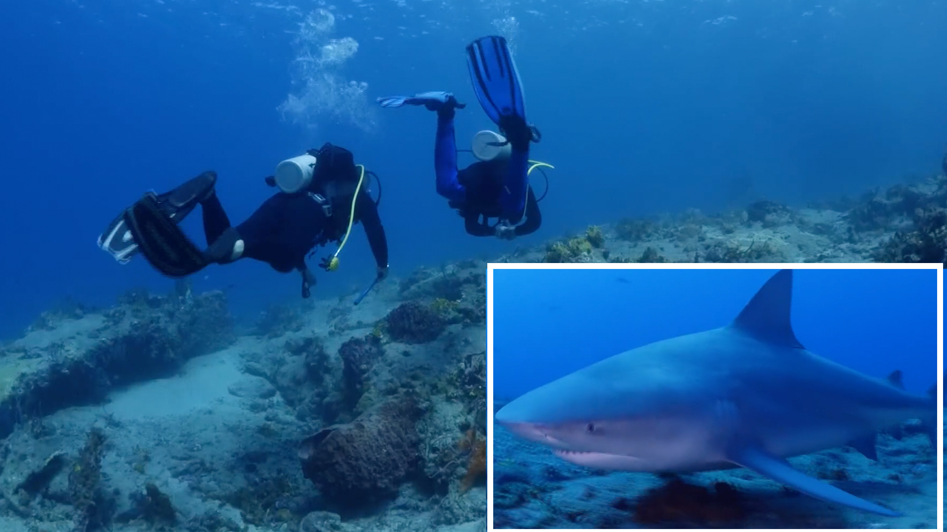 Nadar con tiburones en Cuba: el osado plan que busca atraer turistas a ...