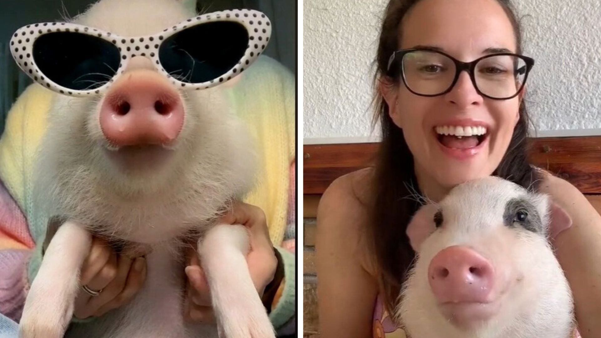 Cerdita conquista TikTok por sus divertidos videos junto a su dueña y ...