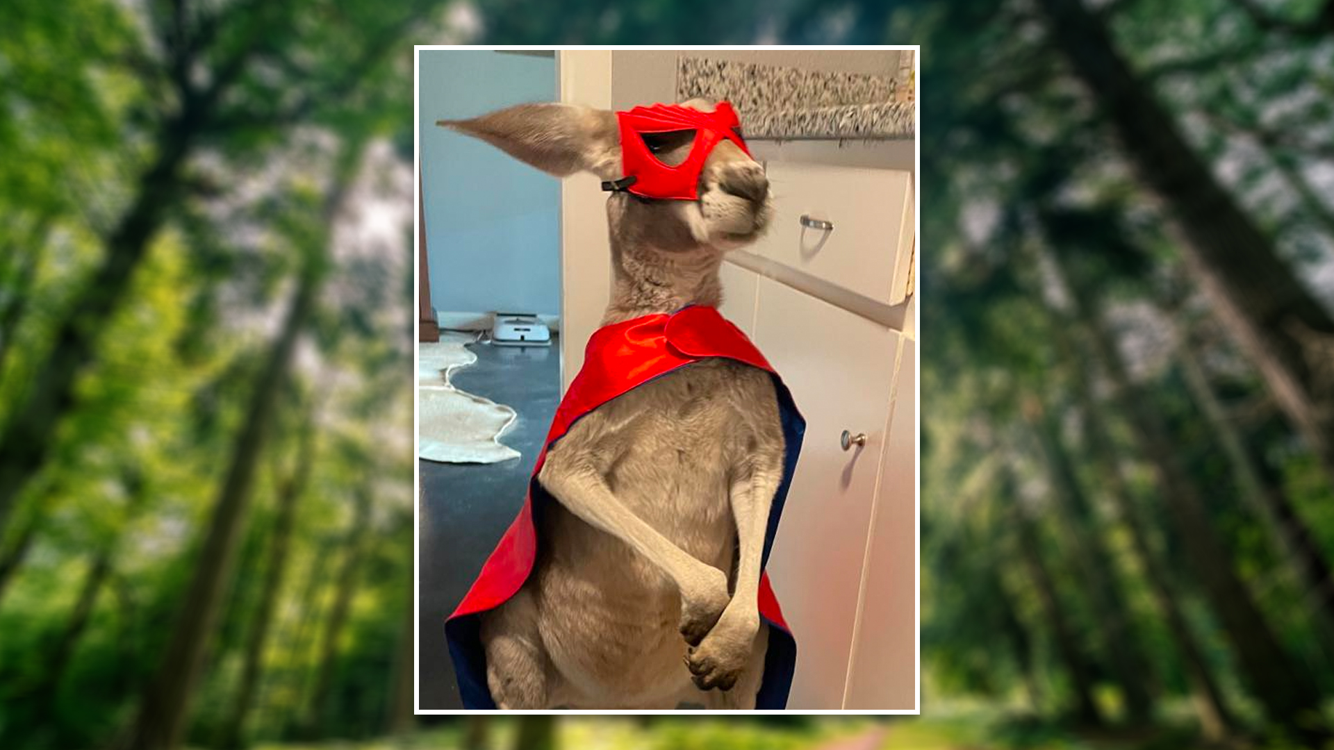 Video: Nigel, el canguro perdido en Granbury, Texas | Univision 23 ...