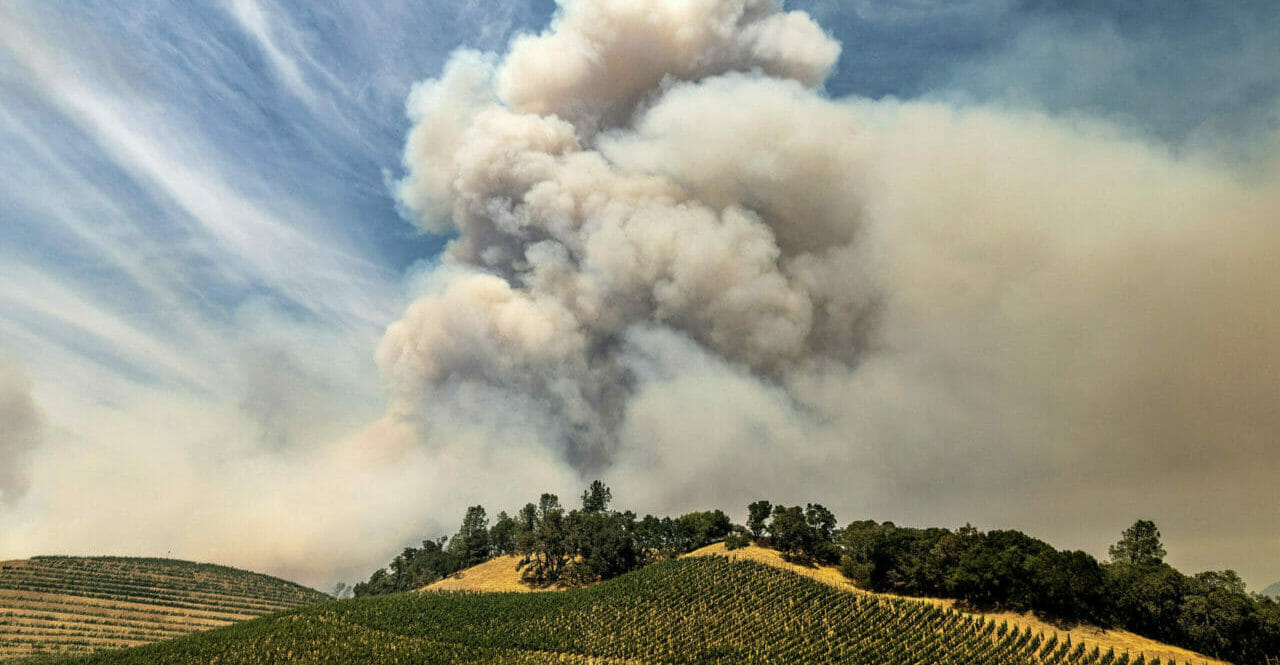 Mientras arden los incendios forestales de California, la cosecha ...