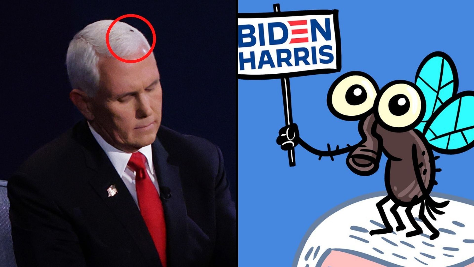 ¿Por qué una mosca se robó el show en el debate estadounidense? te lo ...