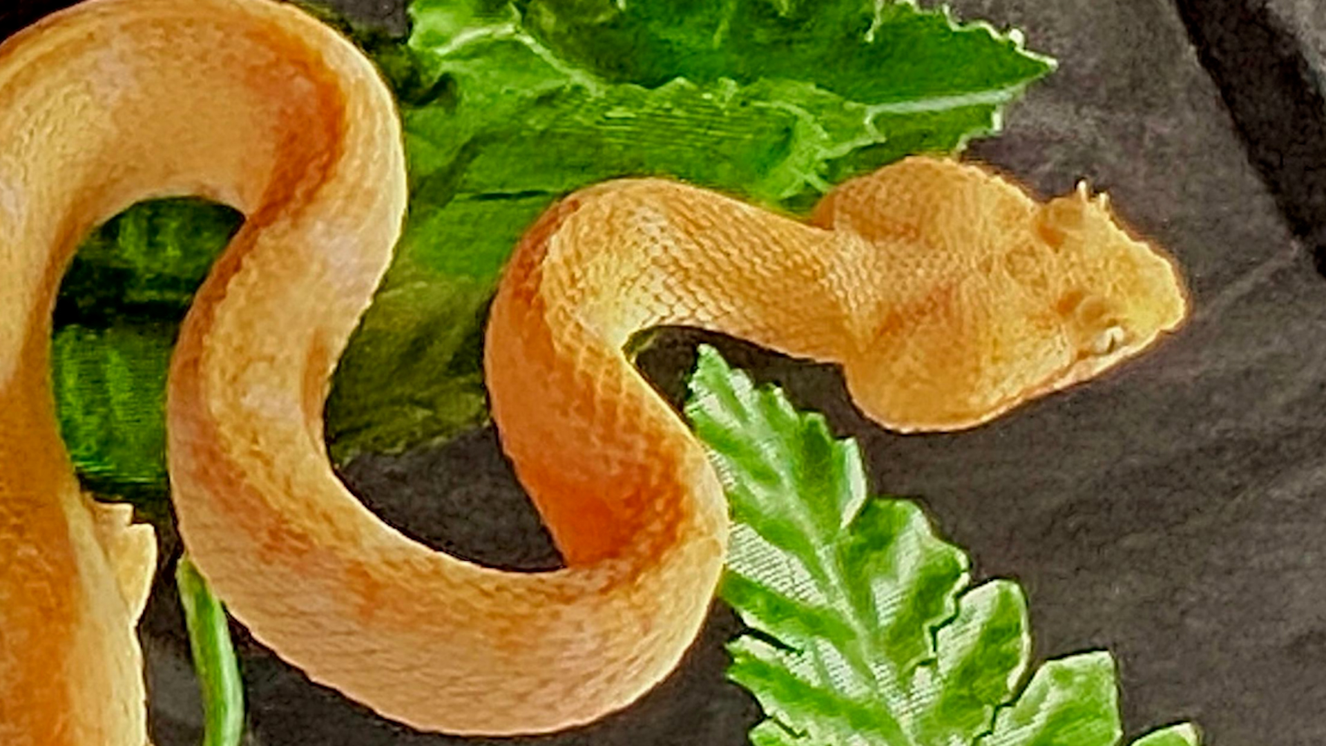 Por el trafico de serpientes venenosas en Florida arrestan a 8 personas ...