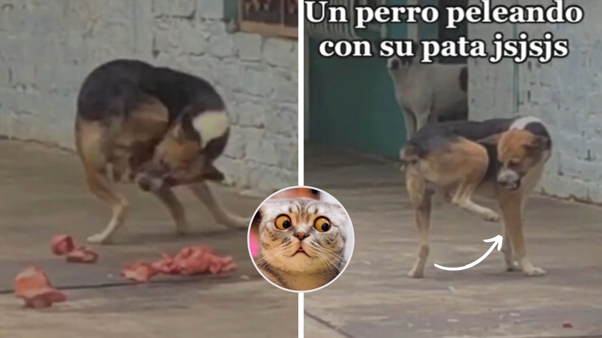 TikTok: Captan a perro peleando consigo mismo e Internet reaccionó a la divertida situación ...