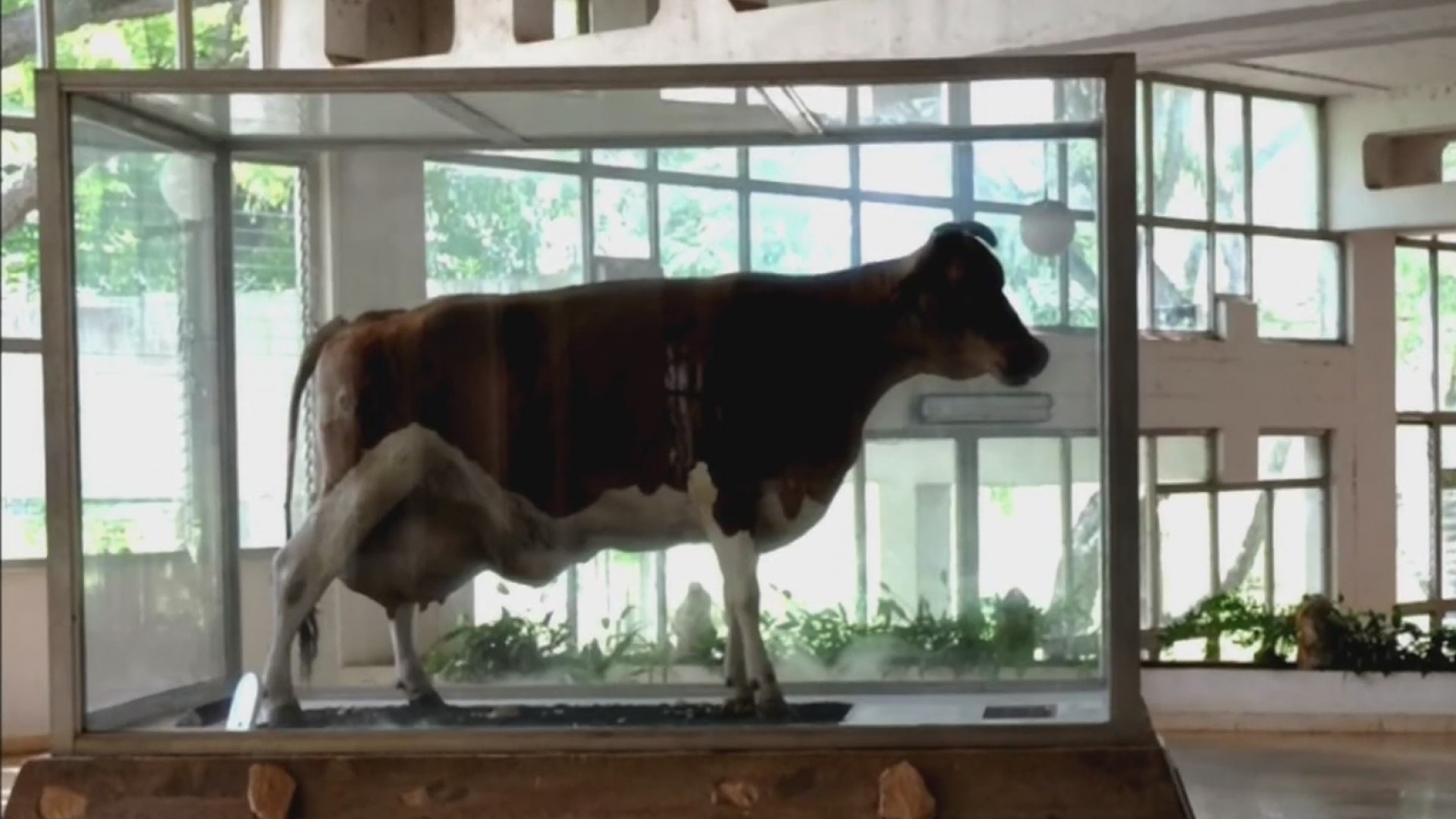 La vaca que Fidel Castro dijo que produciría más leche que Holanda ...