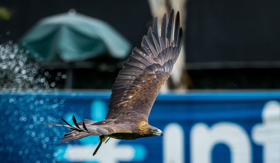 Club América presenta Alianza para la protección del Águila Real | Las ...