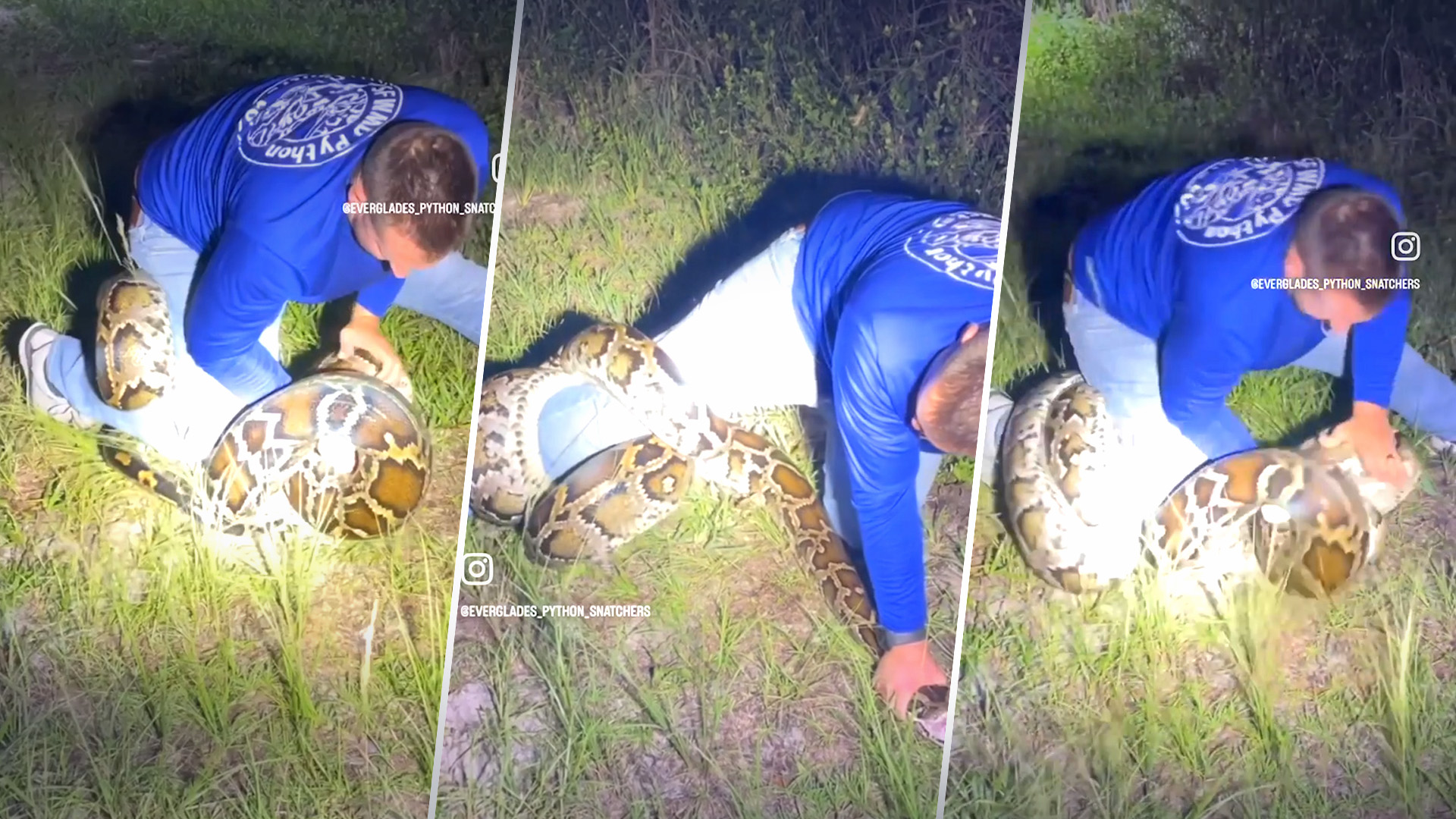 El cazador Josh Turner atrapa una pitón birmana con sus propias manos en los Everglades de ...