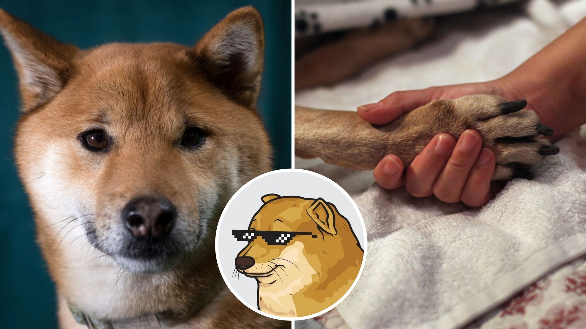 Balltze, el Shiba-inu mejor conocido como ‘Cheems’ el perro de los memes, está enfermo ...