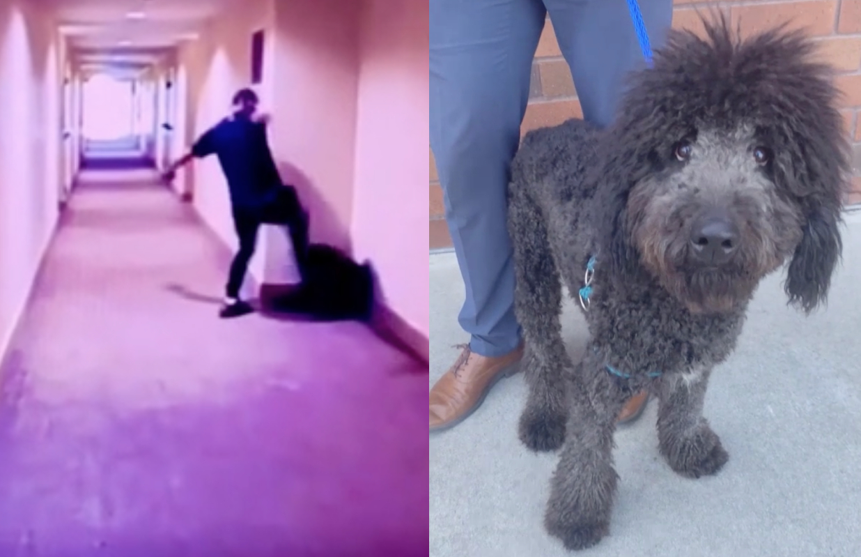 Recuperan a Steeler perro víctima de crueldad animal en Anaheim y ...