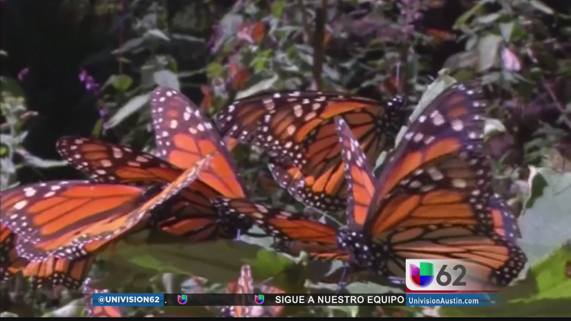 La importancia de la mariposa monarca | Video | Univision 62 Austin ...