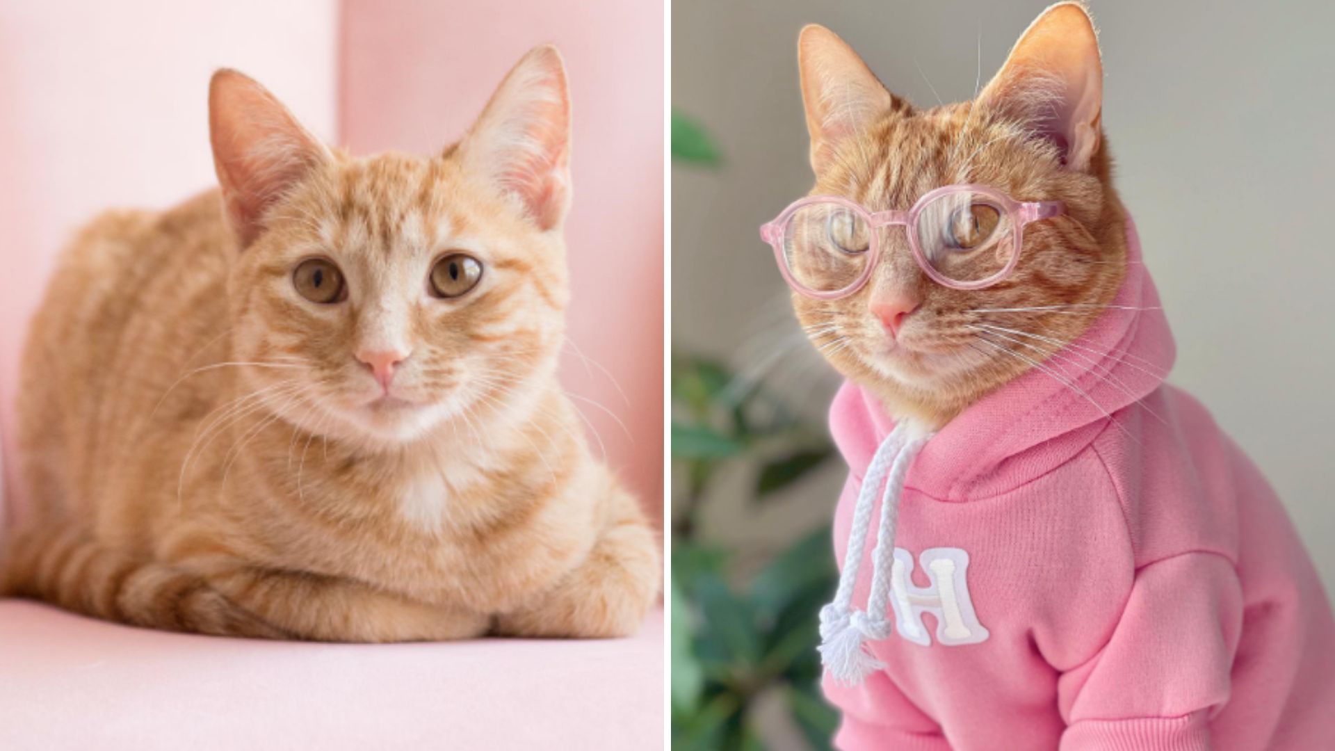 Princess Honey Belle, la gata ‘pet influencer’ que ganó 44 mil dólares ...