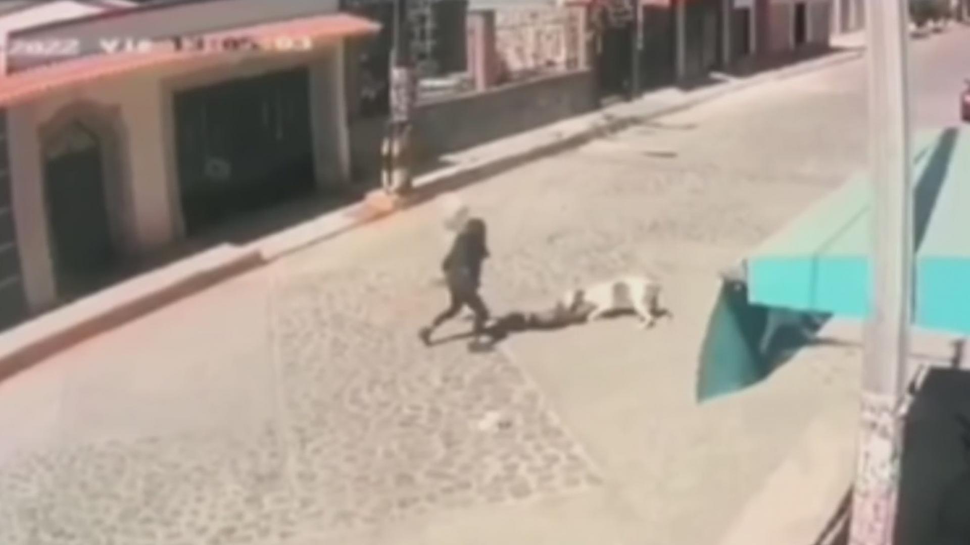 Perros atacan a niña de tres años y la arrastran por varias calles en ...