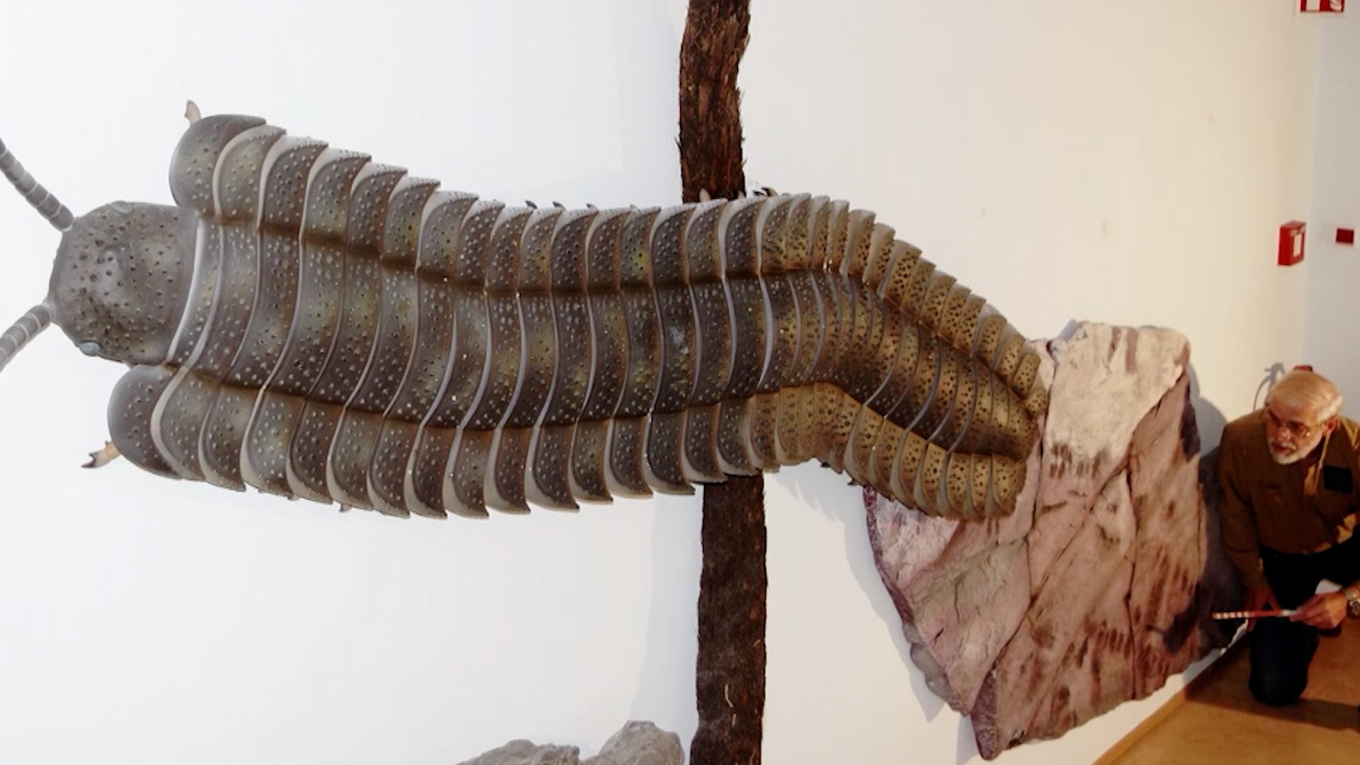 Este enorme insecto de más de ocho pies de largo pudo ser el más grande ...