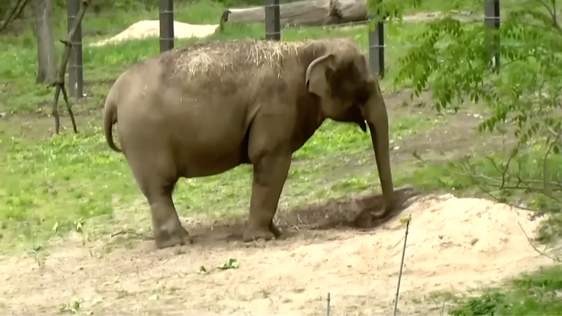 Happy, la elefanta que podría ser considerada como una persona por la ...