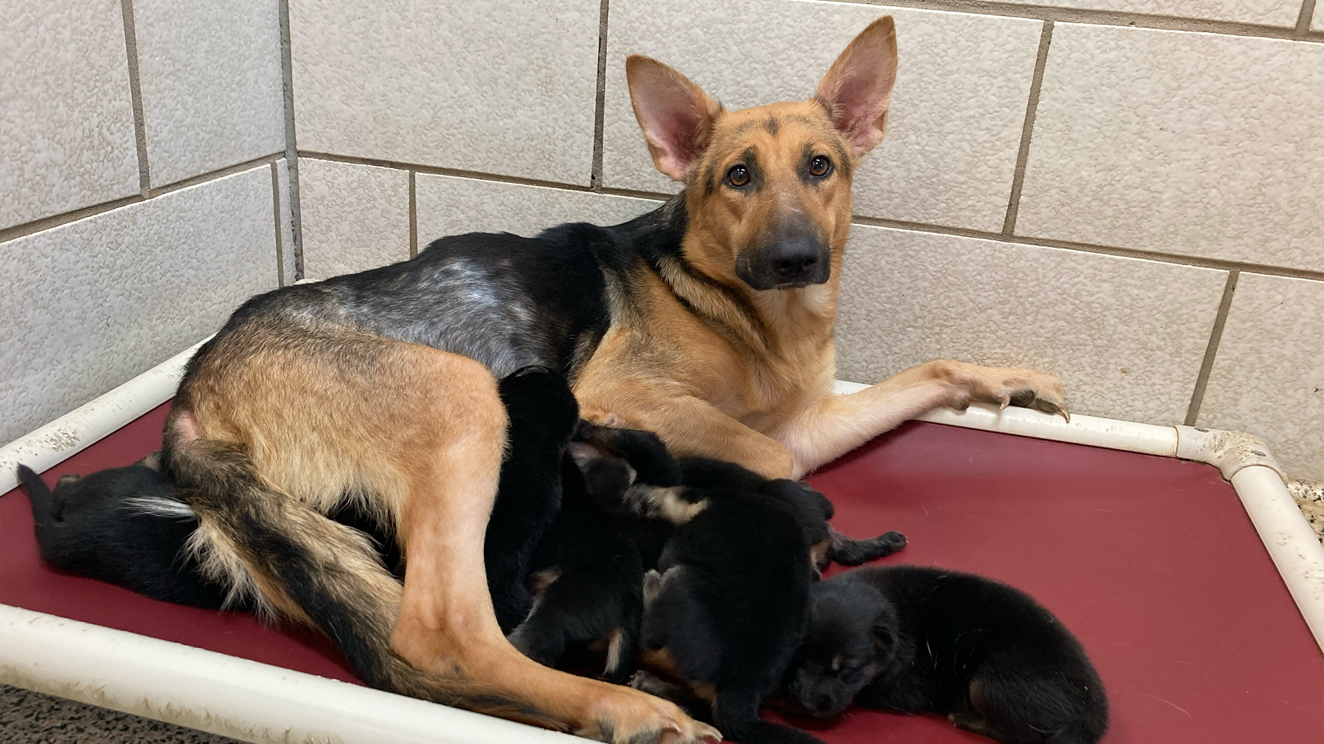 HHS rescata a 27 perros incluyendo a 13 cachorros que vivían en ...