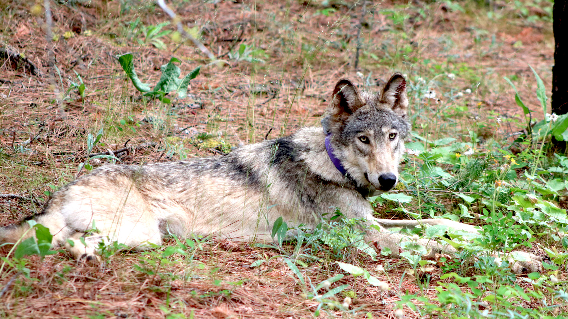 Manada De Lobos Grises Con Cachorros