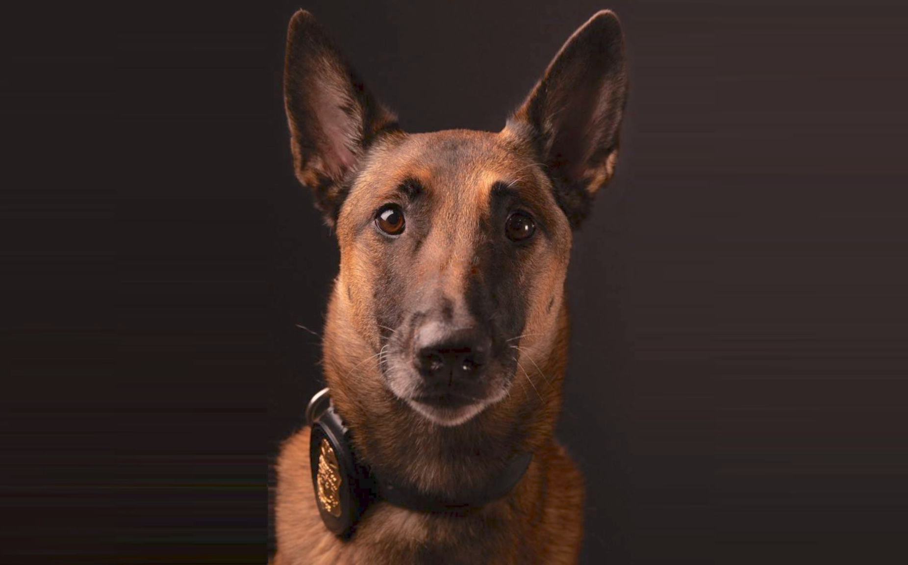 FBI de Newark retira con honores a su valiente agente K9 Roxy | Video ...